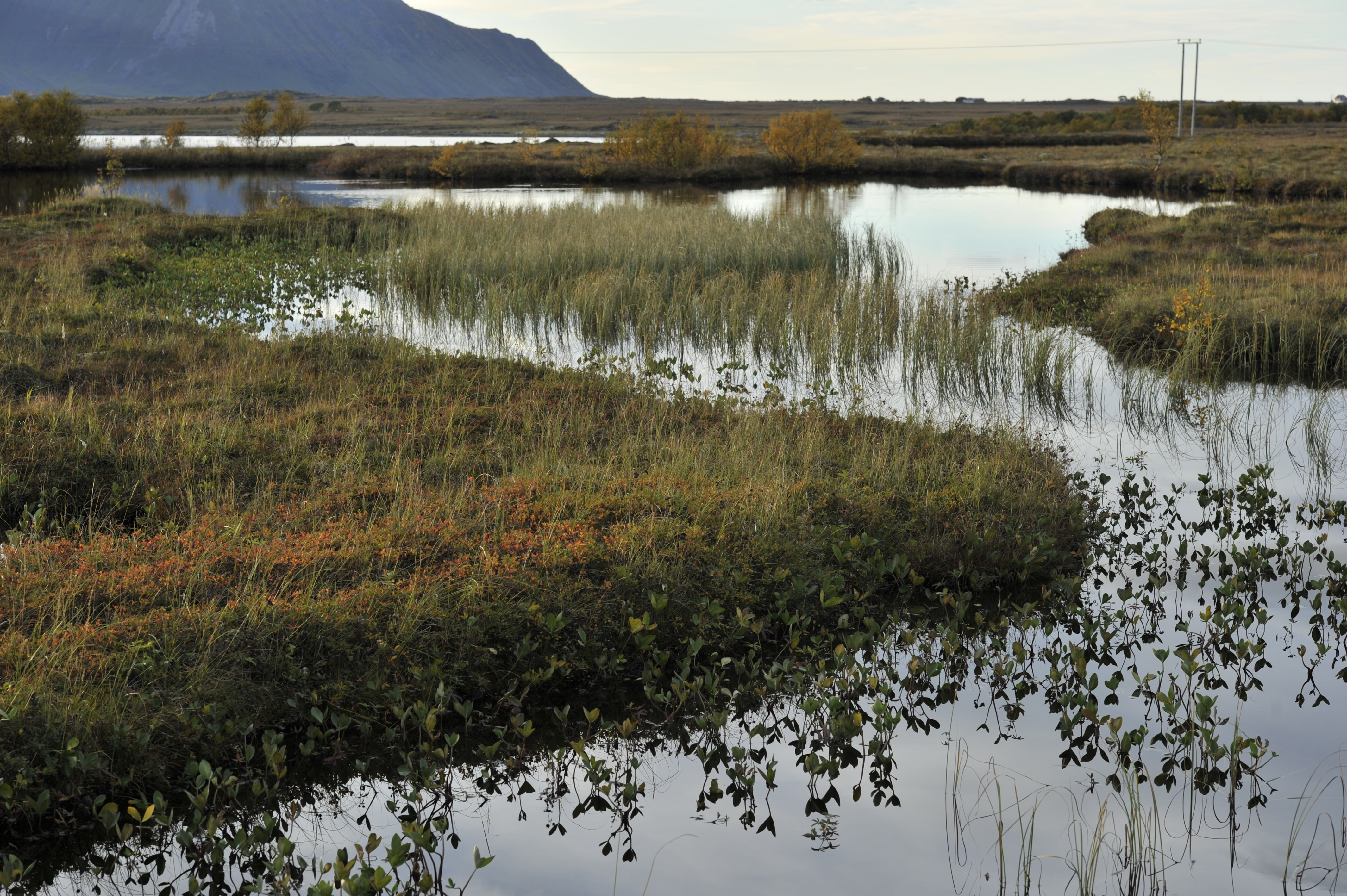 Myr er levested for mange arter, karbonlager og flomdemper