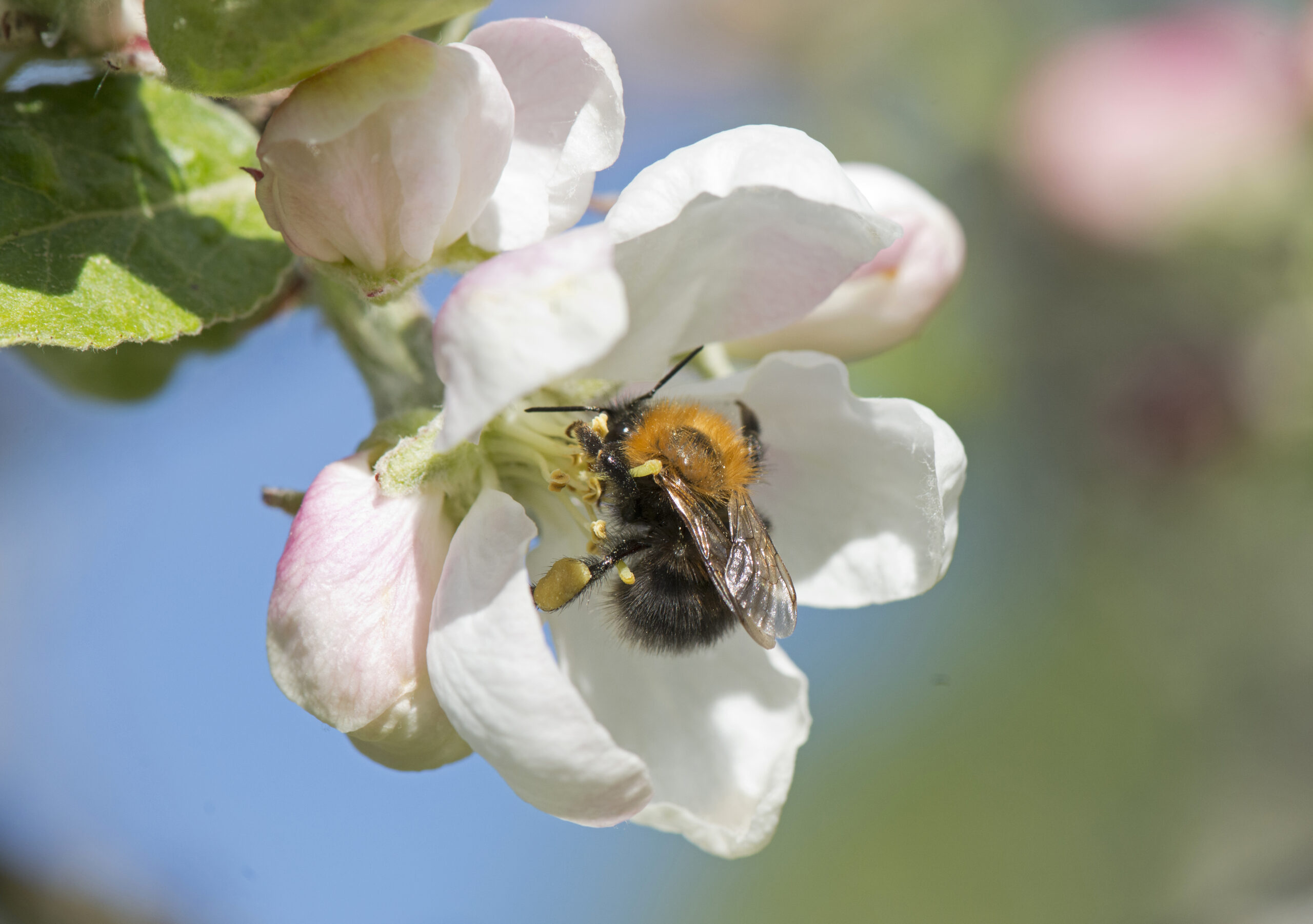 Humler og bier er utrydningstrua fordi leveområdene blir borte