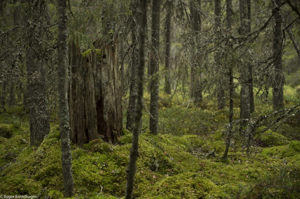 Skogen i Norge er full av trua arter som må beskyttes mot flatehogst