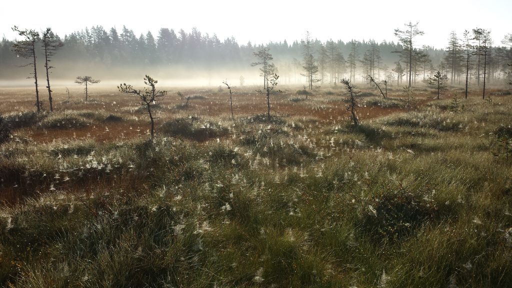 Myr er levested for mange arter, karbonlager og flomdemper