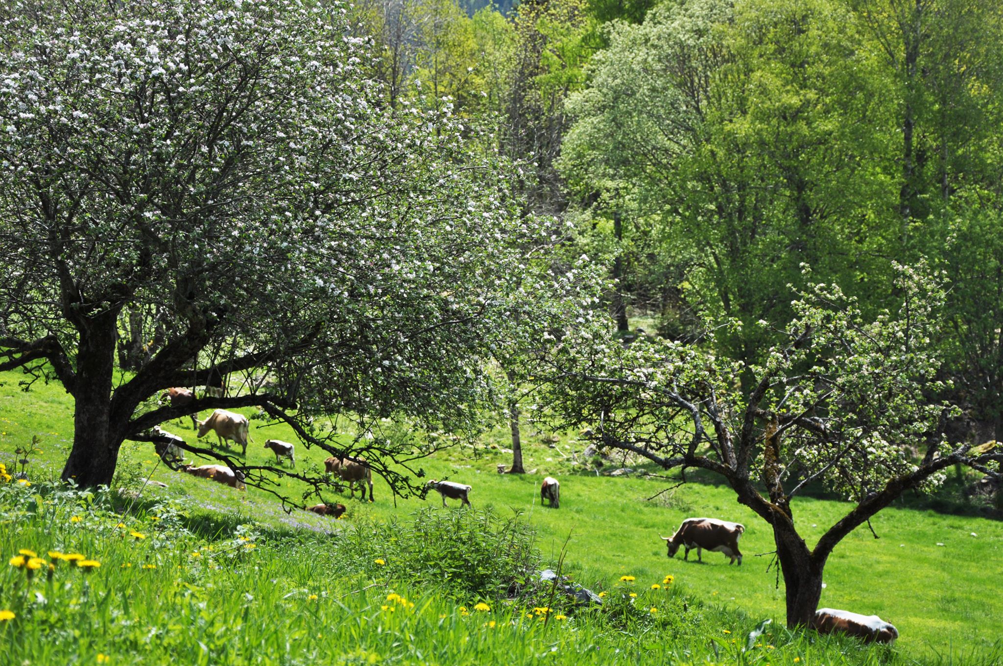 Blomster og bier vil ha dyr på beite - Sabima
