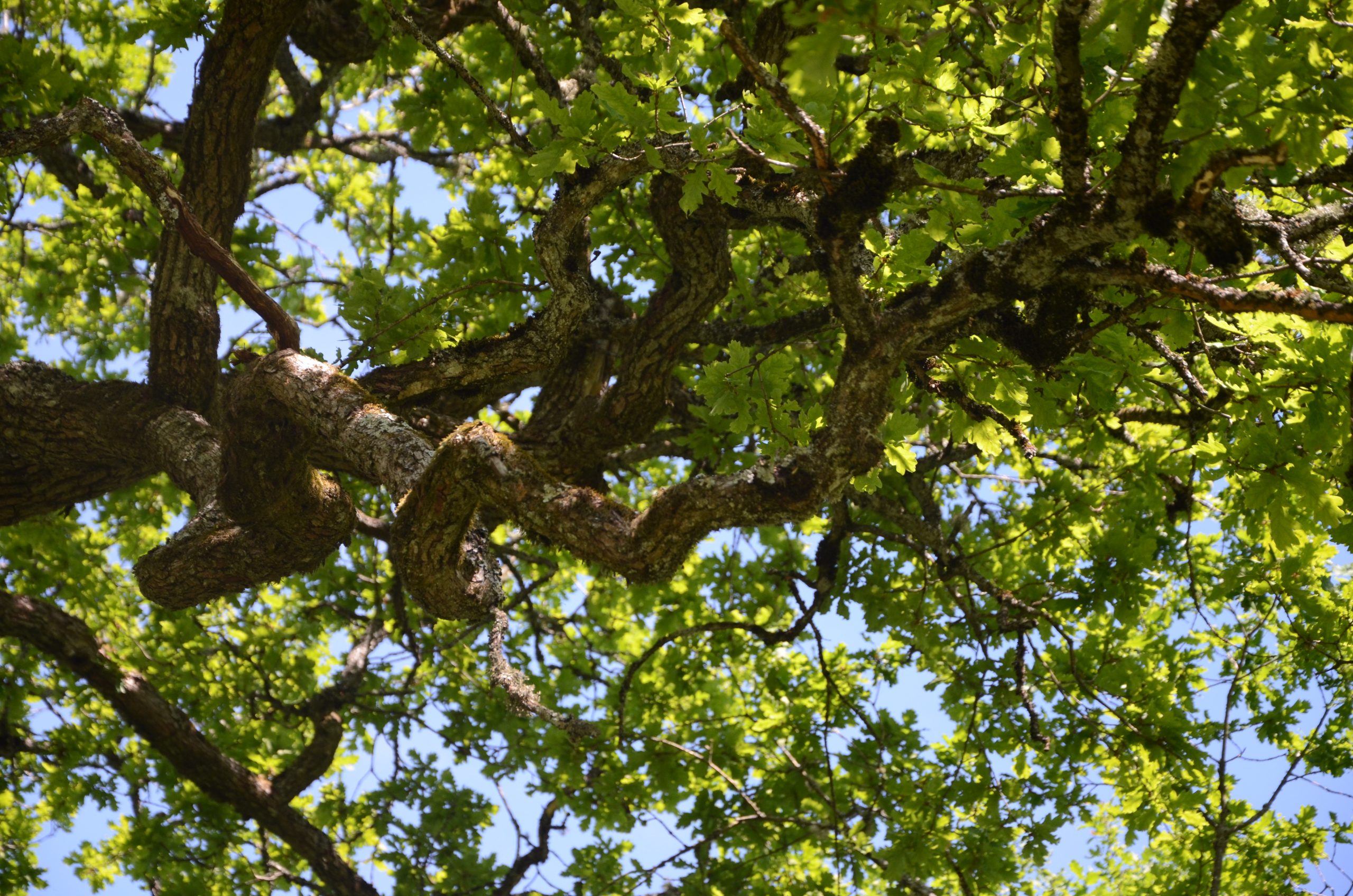 Vi skal redde hule eiker! - Sabima